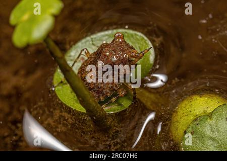 Adult Toad Bug of the Genus Gelastocoris Stock Photo - Alamy