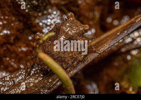 Adult Toad Bug of the Genus Gelastocoris Stock Photo - Alamy