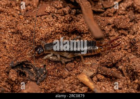 Adult Shore Earwig of the Family Labiduridae Stock Photo - Alamy