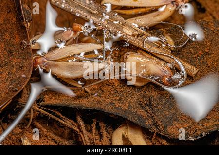Small Horsehair Worm of the Phylum Nematomorpha Stock Photo - Alamy