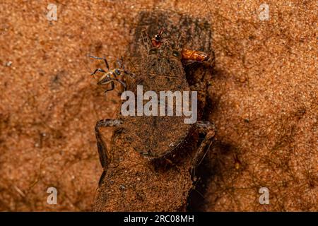 Giant Water Bug Insect of the Genus Belostoma Stock Photo - Alamy