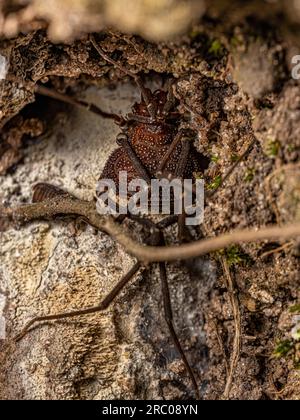 Adult Gonyleptid Harvestmen of the Genus Discocyrtanus Stock Photo - Alamy