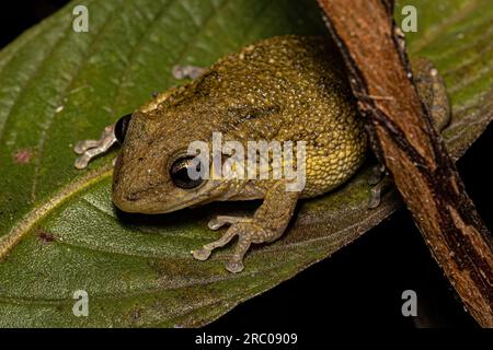 Snouted Tree Frog of the species Genus Scinax Stock Photo - Alamy