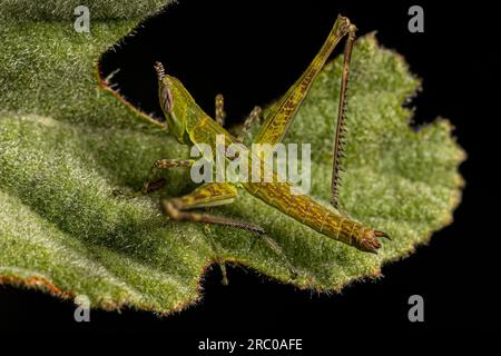 Monkey Grasshopper Nymph of the Family Eumastacidae Stock Photo - Alamy