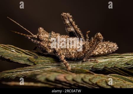 Short-horned Grasshopper Insect of the Genus Ommexecha Stock Photo - Alamy