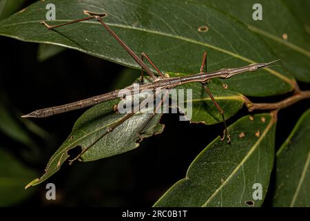 Neotropical Stick Grasshopper of the Family Proscopiidae Stock Photo ...