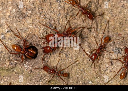 Adult Female Neivamyrmex Army Ants of the species Neivamyrmex goeldii ...