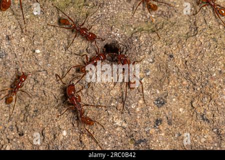 Adult Female Neivamyrmex Army Ants of the species Neivamyrmex goeldii ...