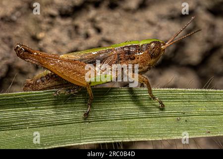 Adult Stridulating Slant-faced Grasshopper of the Tribe Orphulellini ...