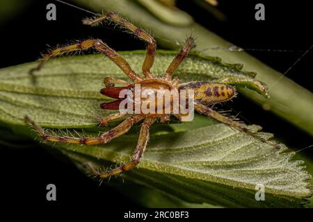Adult Male Ghost Spider of the Family Anyphaenidae Stock Photo - Alamy