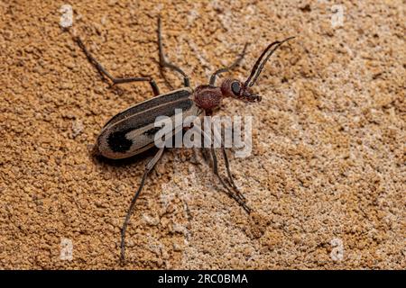 Adult Burning Blister Beetle of the Genus Epicauta Stock Photo - Alamy
