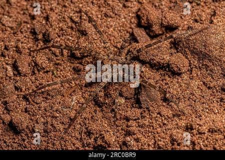 Adult Wandering Spider of the Family Ctenidae Stock Photo - Alamy