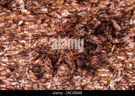 Small Beetle Larva of the order coleoptera Stock Photo - Alamy