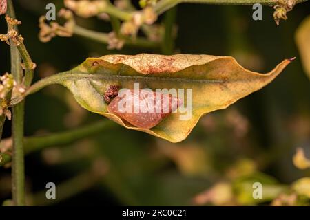 Small Helicinan Snail of the Genus Bulimulus Stock Photo - Alamy