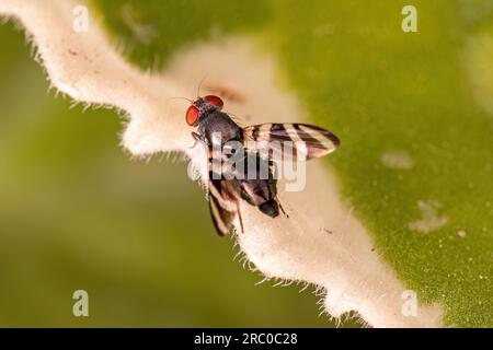 Adult Picture-winged Fly of the Family Ulidiidae Stock Photo - Alamy