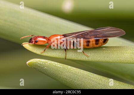 Adult Cecropia Ant Queen of the Genus Azteca Stock Photo - Alamy