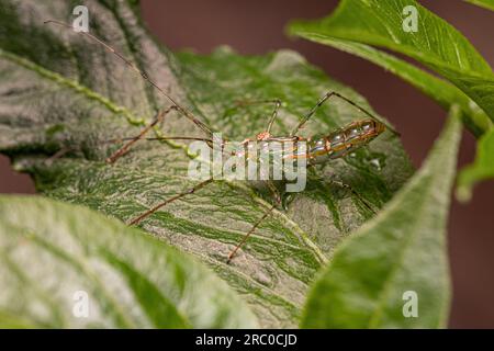 Assassin Bug Nymph of the Tribe Harpactorini Stock Photo - Alamy