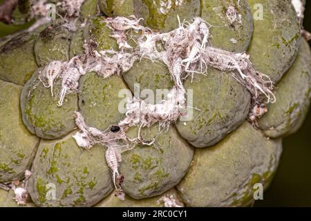White Scale Insect of the Superfamily Coccoidea Stock Photo - Alamy