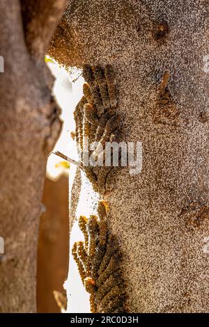 lemon tree trunk full of Citrus Snow Scale Insect and New World Giant ...
