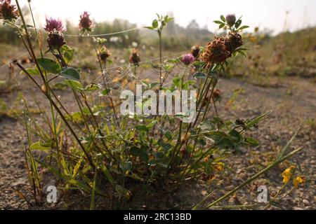 Spider web on clover plant outdoors on summer day Stock Photo - Alamy