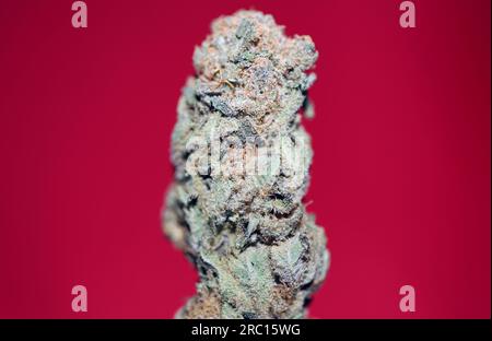 Dry and trimmed weed buds close up bubble gum variety of medicinal ...