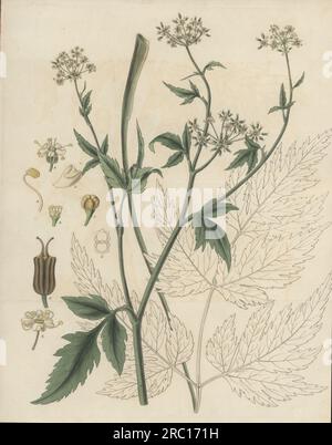 Arracacha - Arracacia xanthorrhiza Stock Photo - Alamy