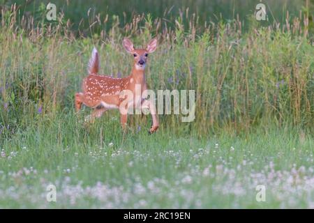 A newborn whitetail deer fawn curled up and hiding in the woods Stock ...