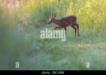 A newborn whitetail deer fawn curled up and hiding in the woods Stock ...