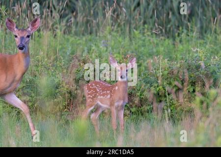 A newborn whitetail deer fawn curled up and hiding in the woods Stock ...