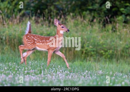 A newborn whitetail deer fawn curled up and hiding in the woods Stock ...