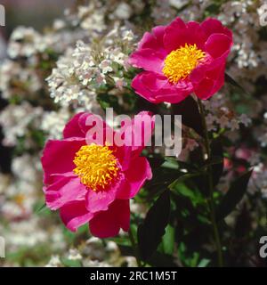 European peony (Paeonia officinalis), Benedictine rose, true peony ...