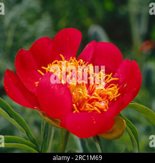 European peony (Paeonia officinalis), also true peony, peasant peony ...
