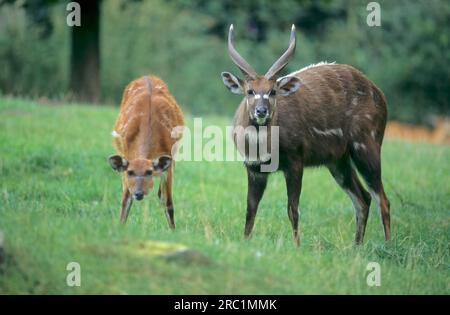 African forest buck, sitatunga (Tragelaphus spekii), sitatunga, water ...