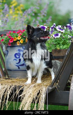 Chihuahua dog breed in a blue sweater on a wooden background Stock ...