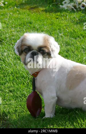 Pekinese, Pekingese, Chinese Palace Dog, Lion Dog Stock Photo - Alamy