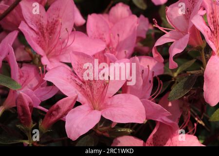 Japanese Azalea - Rhododendron 'Isabel' Stock Photo - Alamy