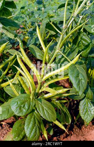 Vegetable Cluster beans cheeni Avarakkai (Cyamopsis tetragonoloba ...