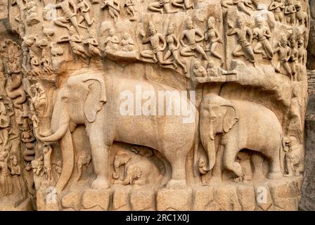 Bas Reliefs, elephant carved on Arjunas penance Descent of the Ganges ...