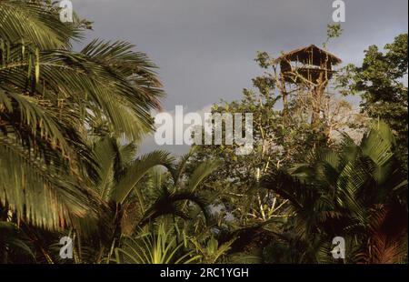 Traditional tree house, Korowai people, West Papua, West New Guinea ...