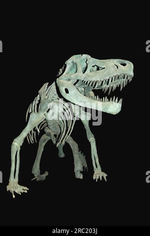 Dinosaur skeleton, Valle de Luna, detachable, reconstruction from ...