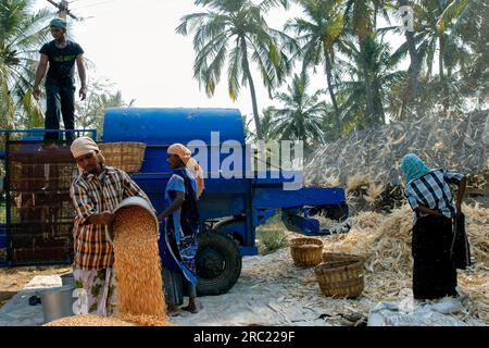 Extraction of corn maize (Zea mays) from corn kernels in Oddanchatram ...