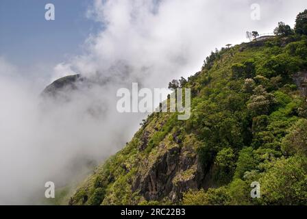 Mist capped Singara hill view Nilgiris, Tamil Nadu, South India, India ...
