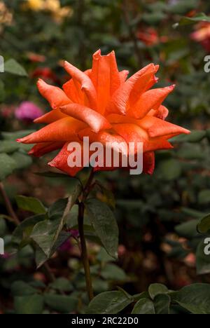 blossom of a rose Landora Stock Photo - Alamy