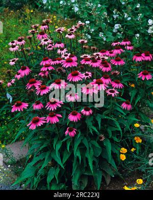 Purple coneflower (Rudbeckia purpurea Stock Photo - Alamy