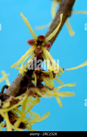 Small-flowered Hamamelis japonica, Japanese Hamamelis japonica ...