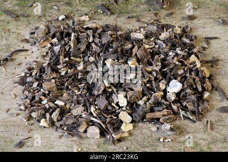 Black Cohosh (Rhizoma Cimicifugae) (Cimicifuga racemosa), Black Snake ...