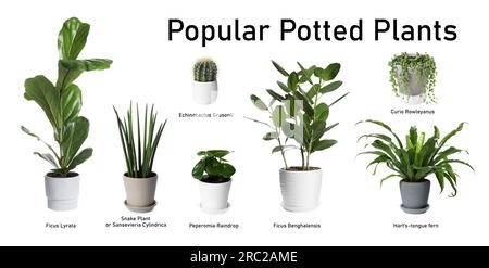 Set of many different popular potted plants with names on white ...