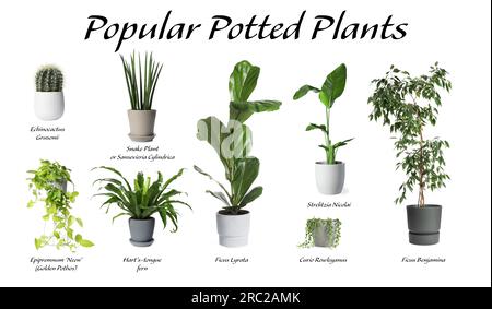 Set of many different popular potted plants with names on white ...