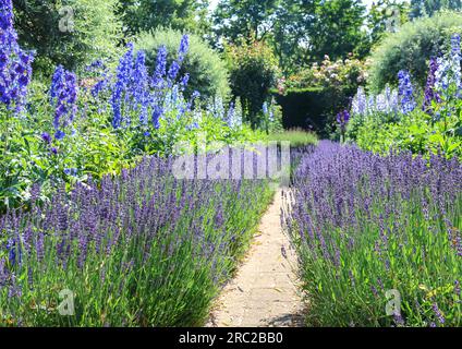Path lined with lavender and blue larkspur Stock Photo - Alamy