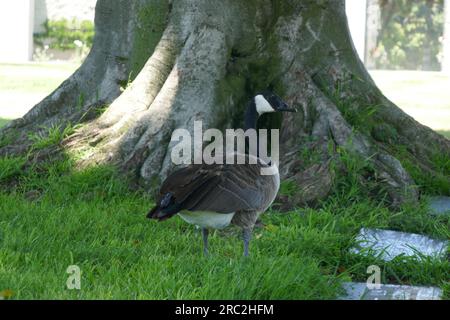 Inglewood, California, USA 11th July 2023 Actress Juanita Moore ...